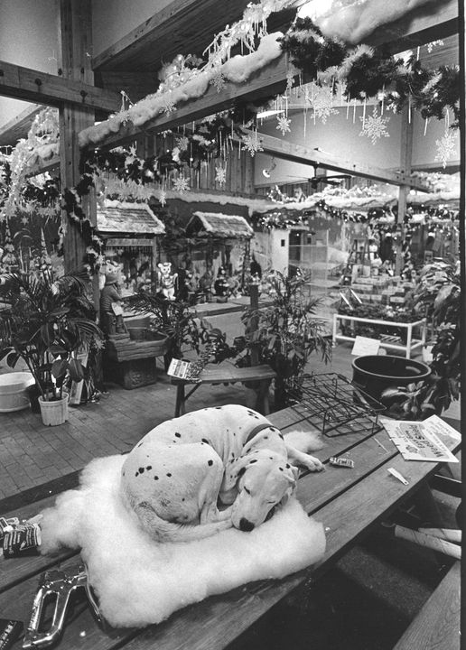 Winter Wonderland - The Coleman Collection of Portsmouth, VA